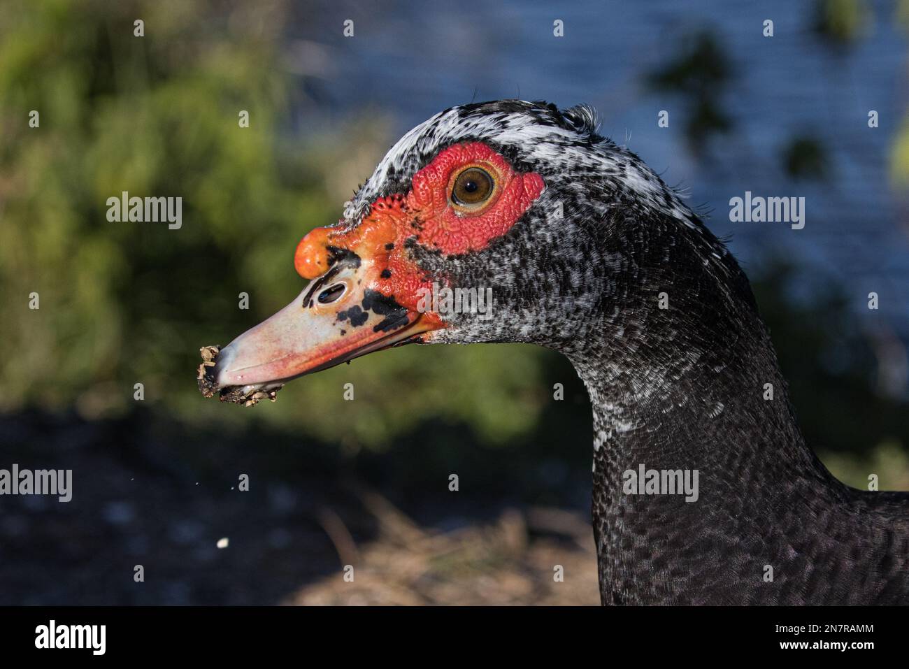 A side view portrait of a domestic Muscovy duck standing outdoor in ...