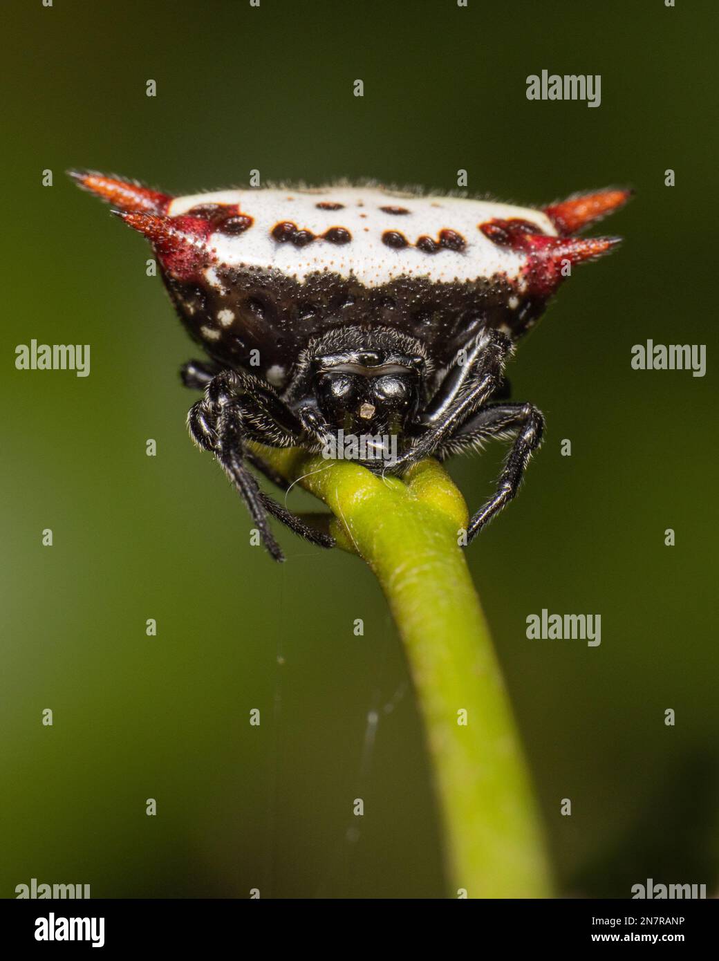 A shallow focus shot of a spinybacked orbweaver spider sitting on a ...