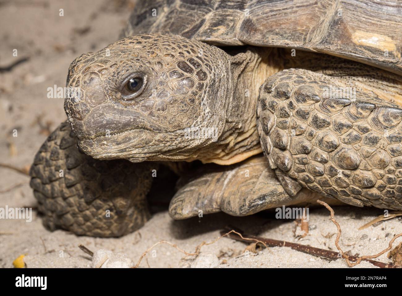A closeup portrait of a desert tortoise resting on sand ground with ...