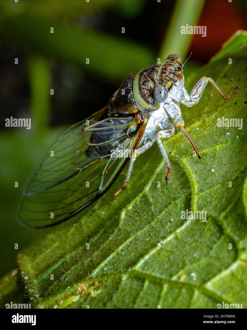 A vertical shot of a cicadas insect sitting on a green plant leaf in ...
