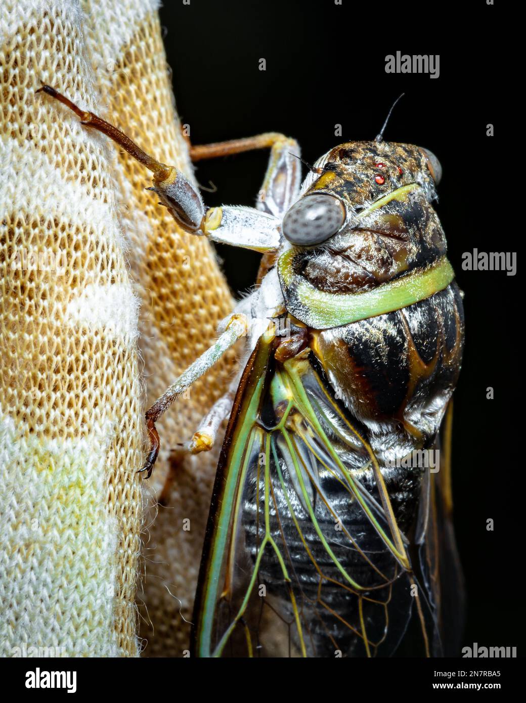 A closeup details of a cicadas insect clinging to an orange cloth on a ...