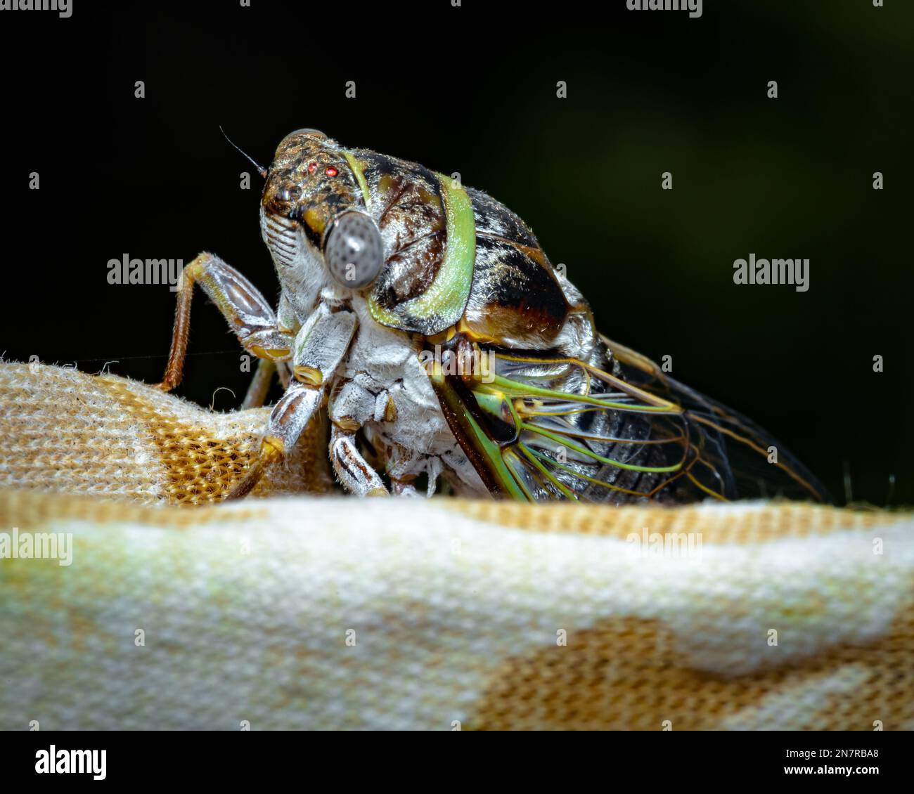 A closeup shot of a cicadas insect walking on an orange cloth with a ...