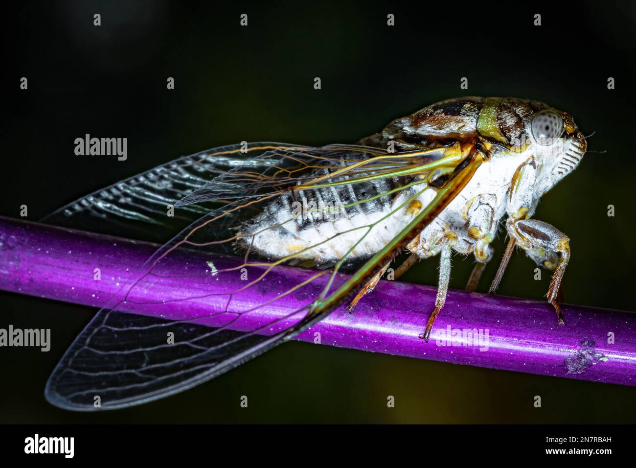 A closeup shot of a cicadas insect walking on purple wire with a blur ...
