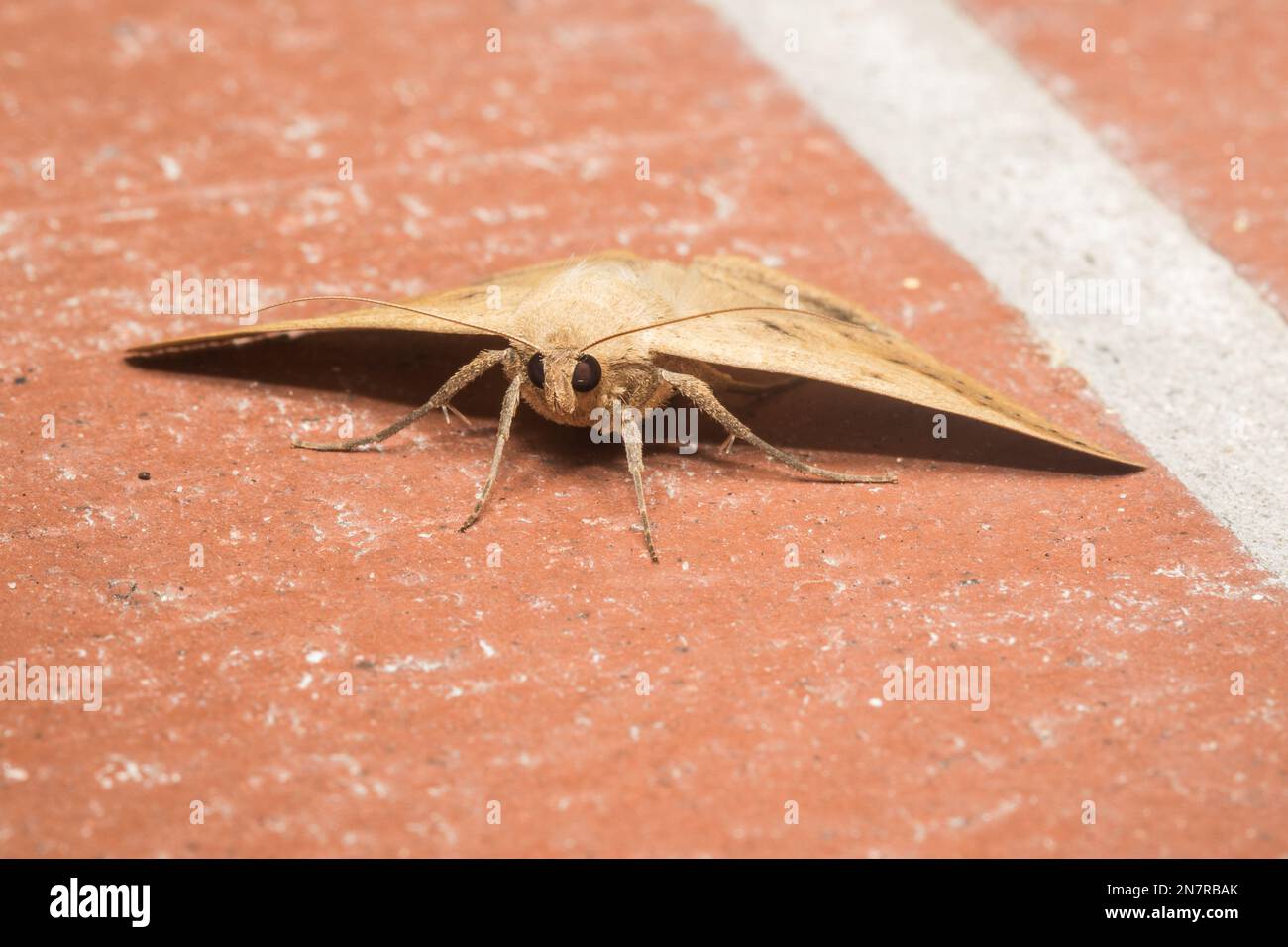 A juniper-twig geometer moth sitting on the ground with outspread wings ...