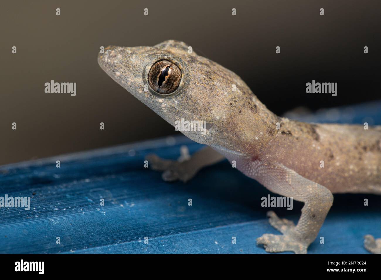 A closeup portrait of a tropical house gecko sitting on a blue surface ...