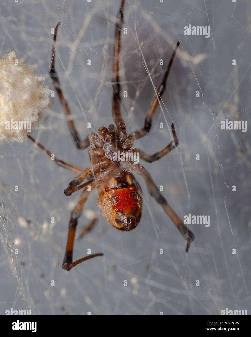 A low angle shot of a geometric brown widow spider in its cobweb on a ...