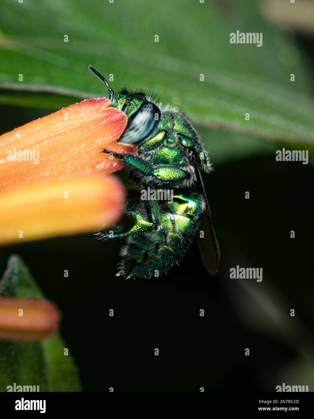 Orange bee euglossa hi-res stock photography and images - Alamy