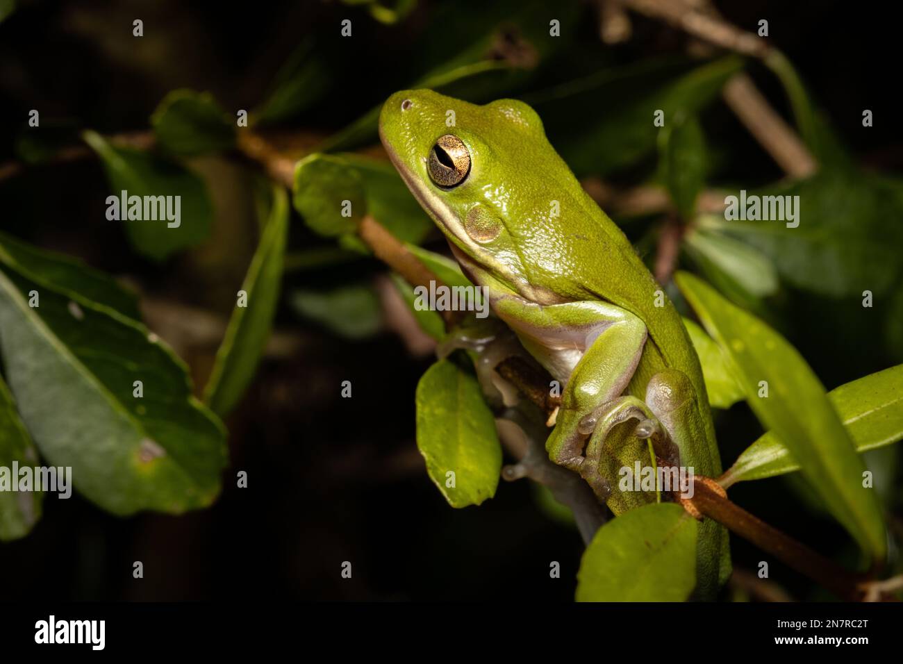 An Australian giant treefrog hanging on a tree branch with blur ...