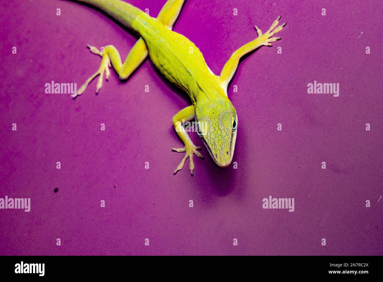 A top view of a Cuban knight anole lizard sitting on a smooth purple ...
