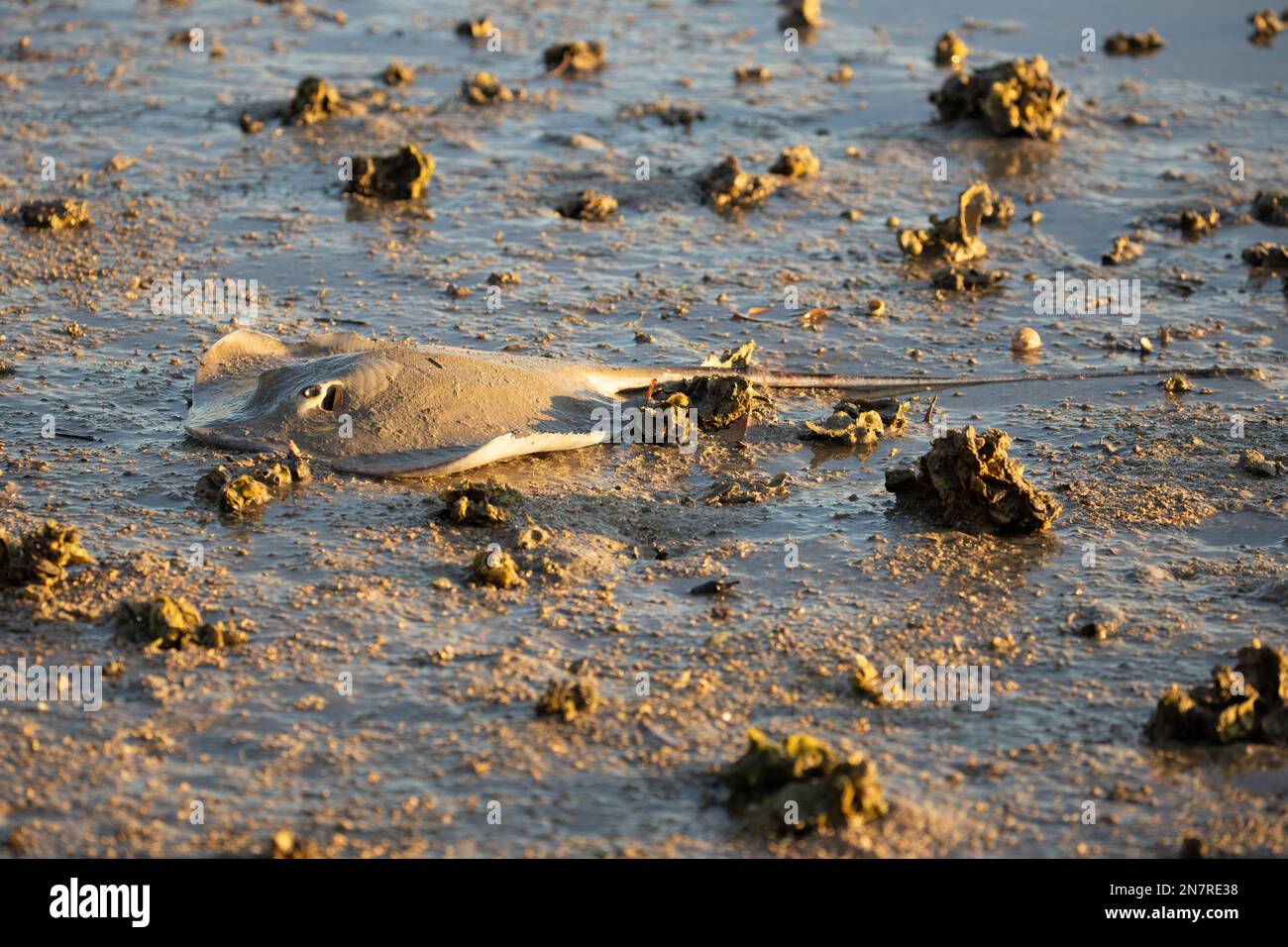 A stingray fish stuck on a muddy shore with blur background Stock Photo ...