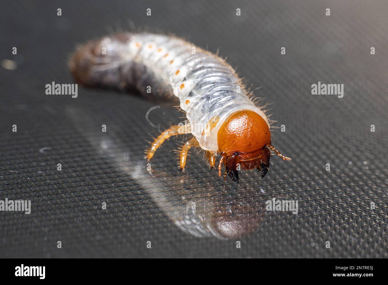 Diloboderus hi-res stock photography and images - Alamy