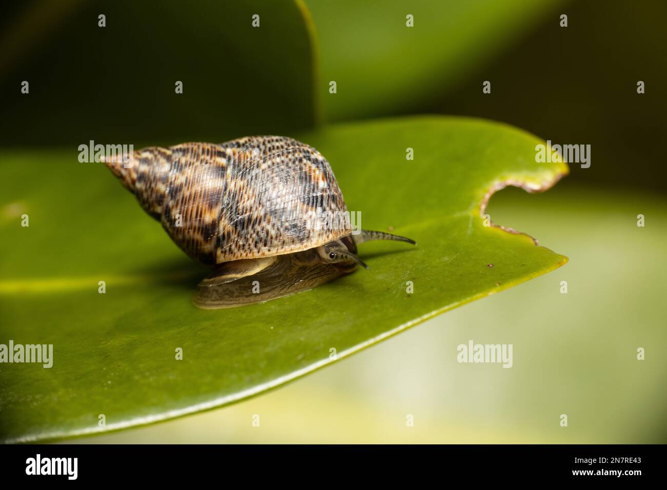 Littoraria angulifera hi-res stock photography and images - Alamy