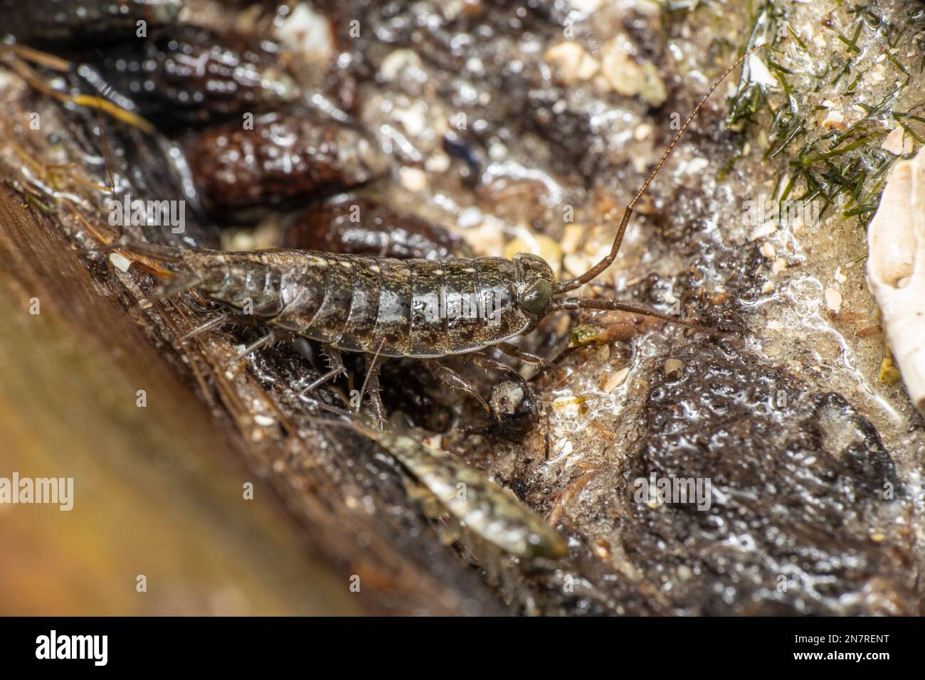 Antenna oceanica hi-res stock photography and images - Alamy