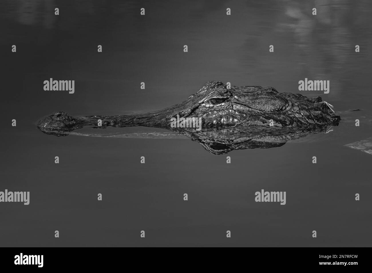 A grayscale shot of the head of an American alligator poking out of ...