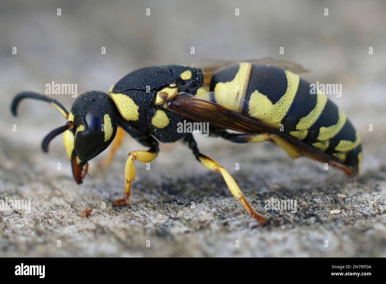 Detailed closeup on a colorful yellow and black potter wasp, Euodynerus ...