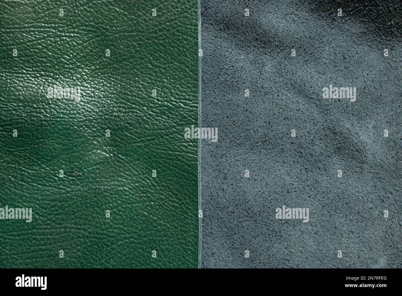 Green background animal hi-res stock photography and images - Alamy