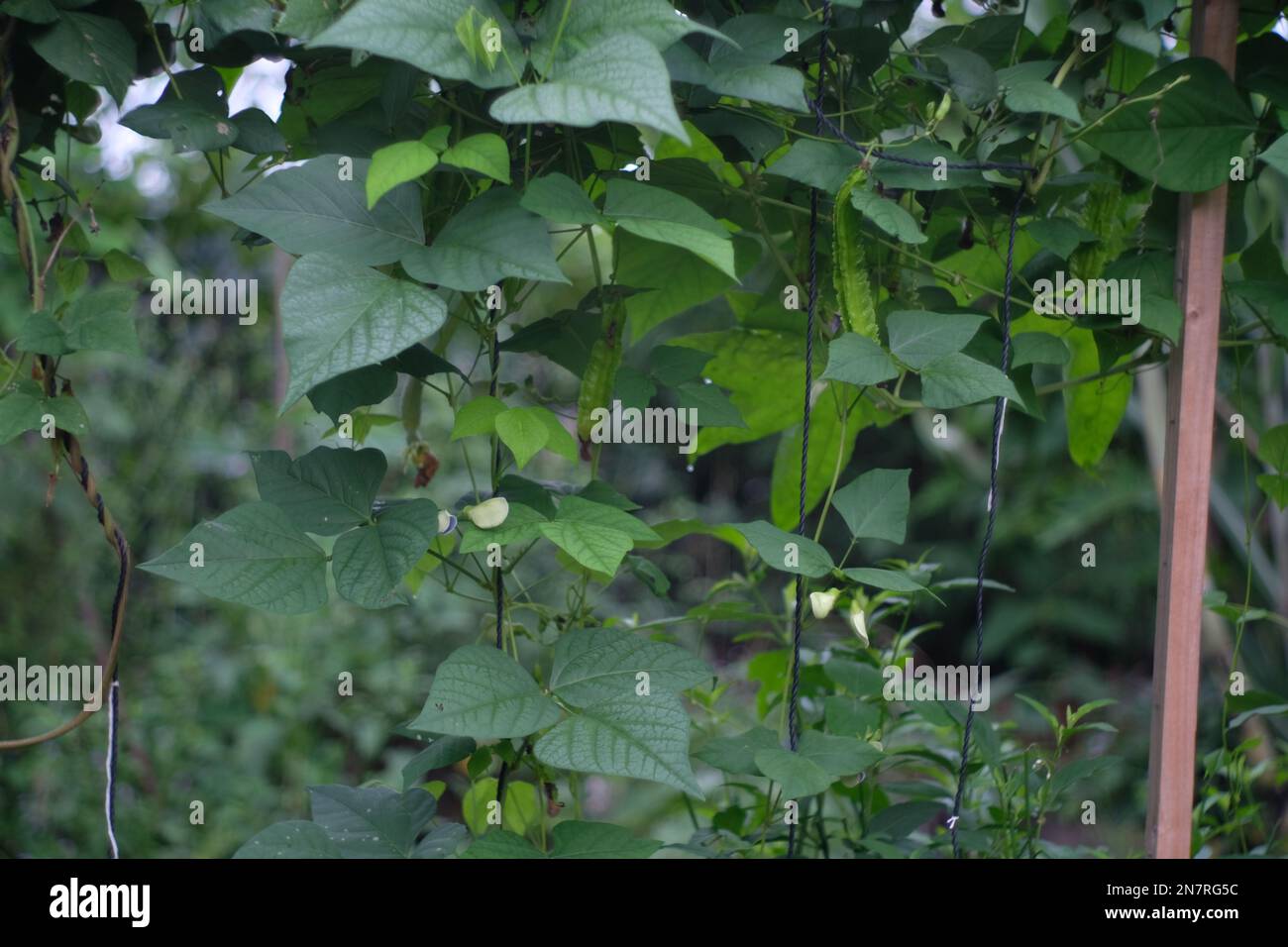 Four pointed hi-res stock photography and images - Alamy