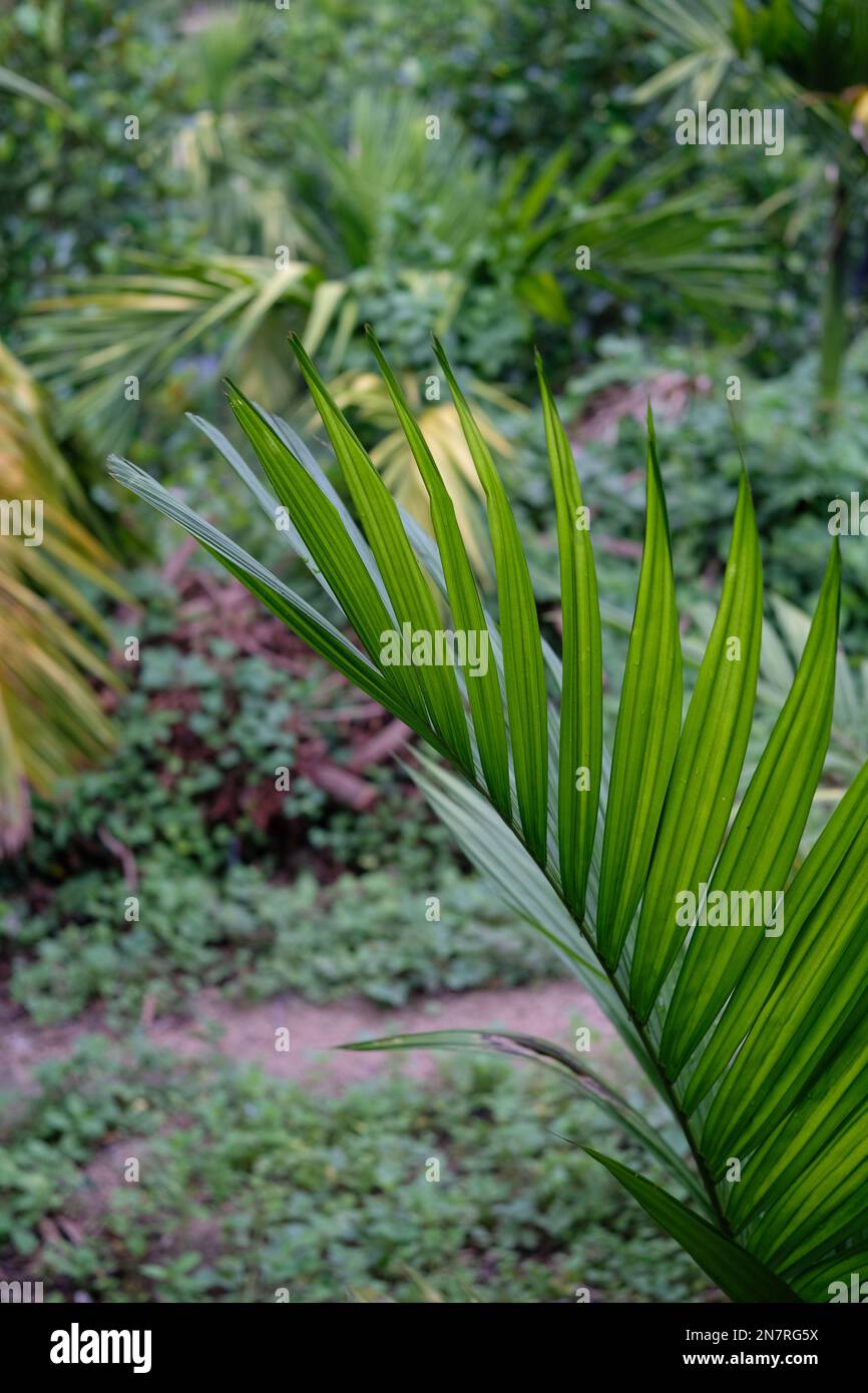 A vertical closeup of green betel leaf growing in a garden Stock Photo ...
