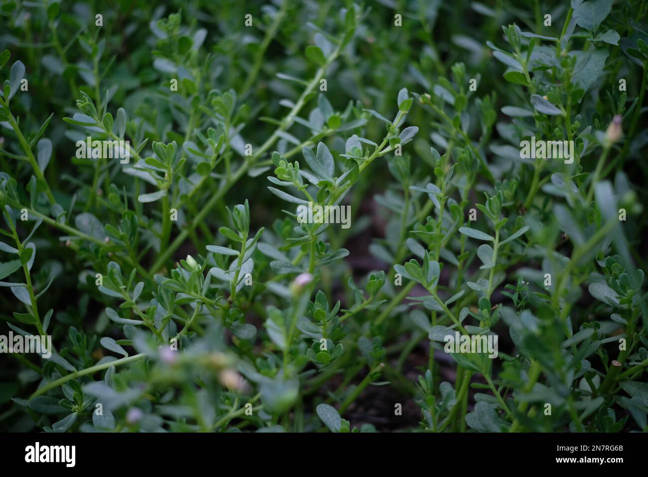 Pursley hi-res stock photography and images - Alamy