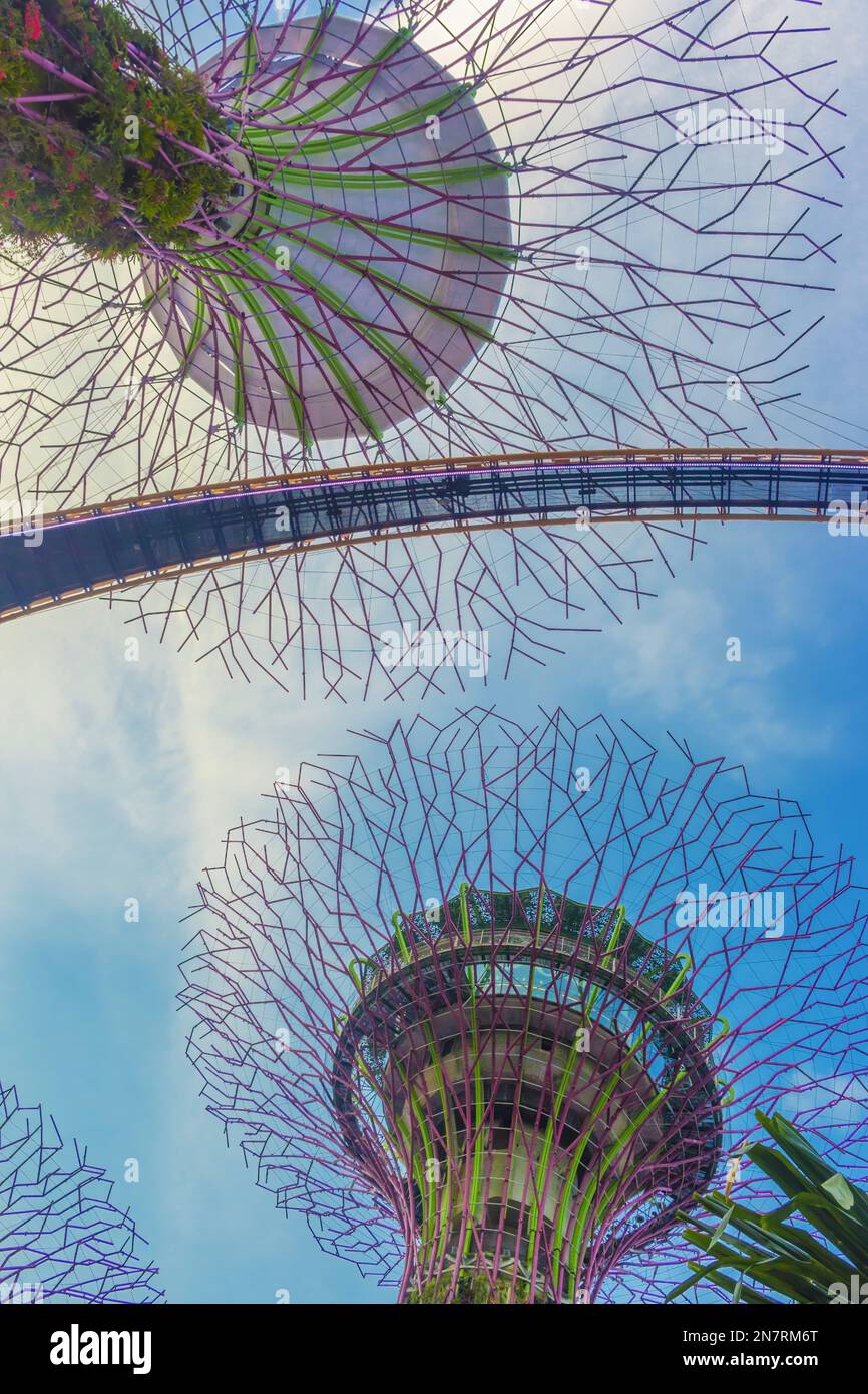 Looking up at canopy of Supertrees and elevated OCBC Skyway, Supertree ...