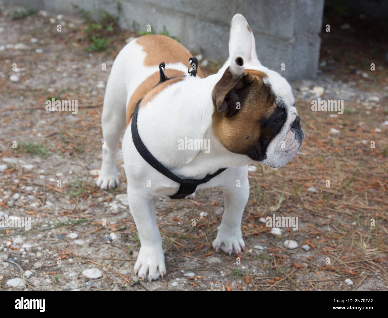 Black and white french buldog hi-res stock photography and images - Alamy