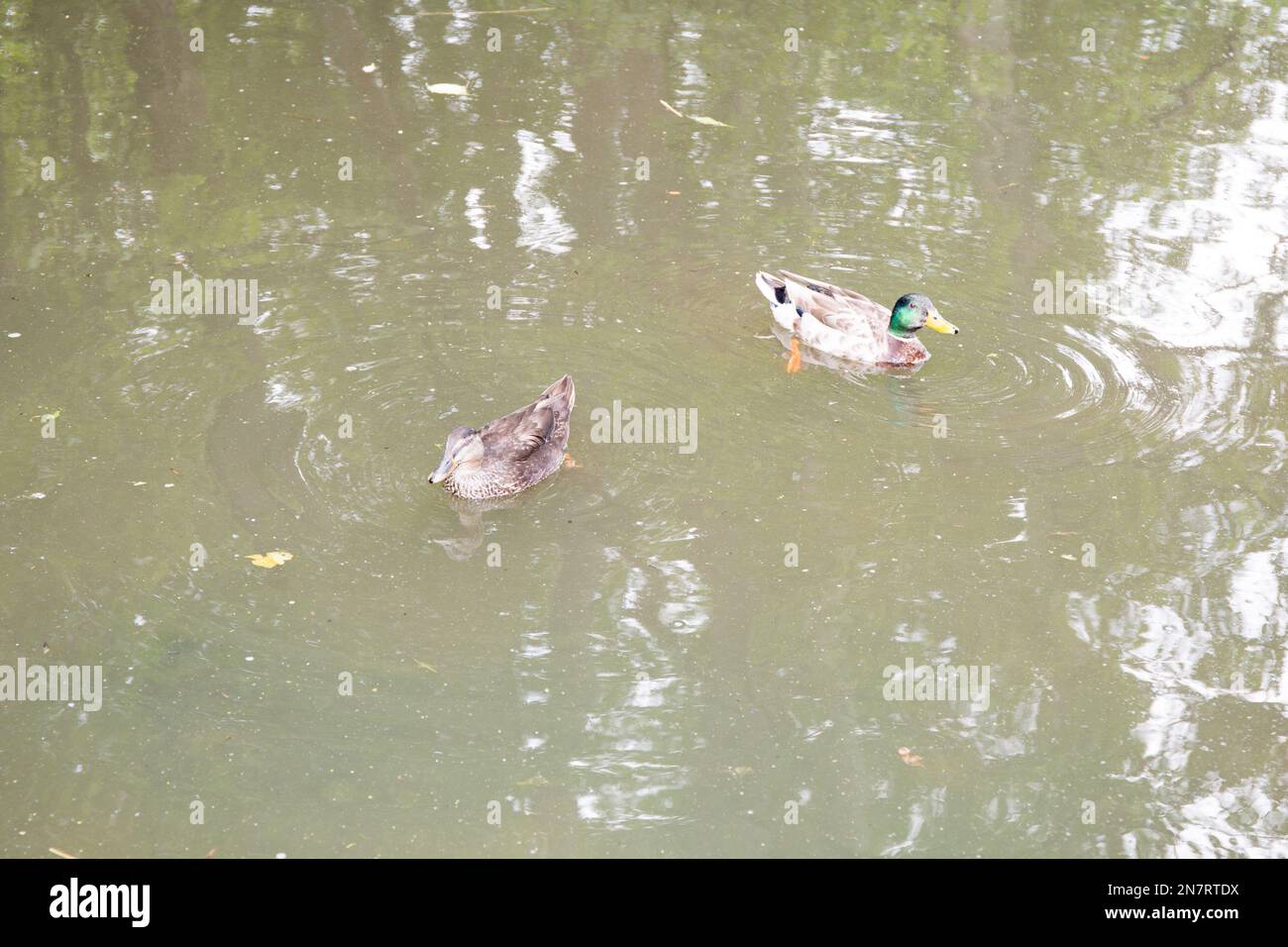 ducks float and swim on the lake Stock Photo - Alamy