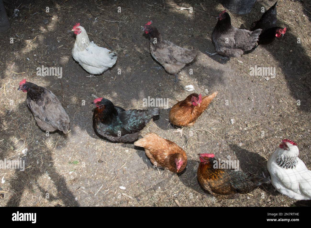 Flock chickens crowing rooster hi-res stock photography and images - Alamy