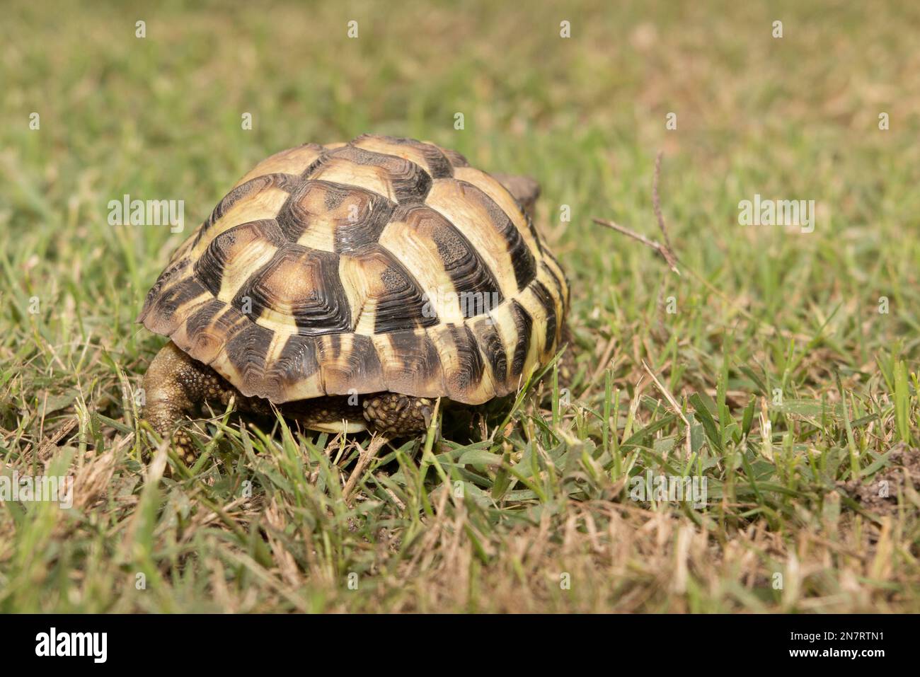 Leopard tortoise walking slowly on sand with his protective shell Stock ...