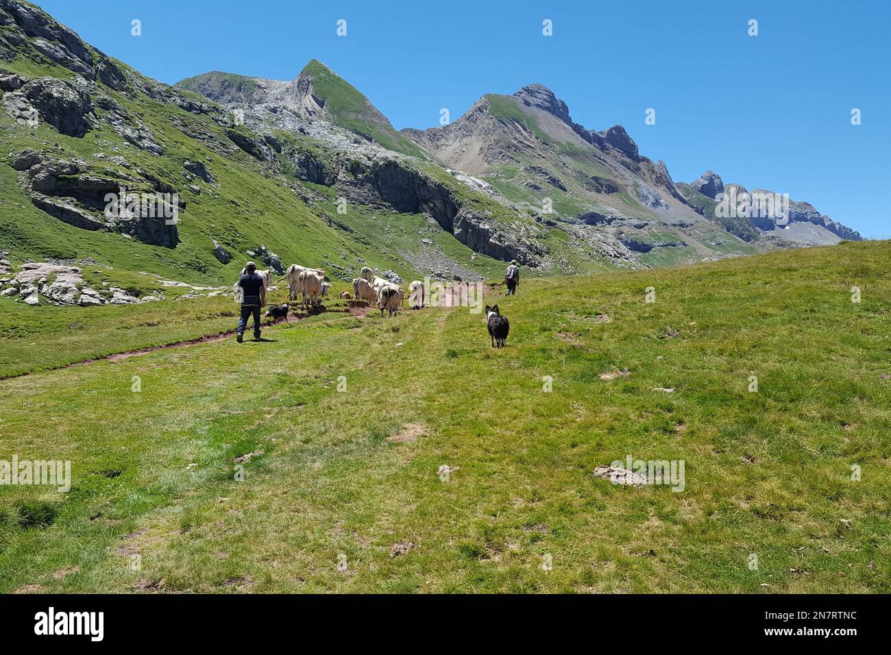 The shepherd walk behind the cow on a mountainside in Pyrenees lake ...
