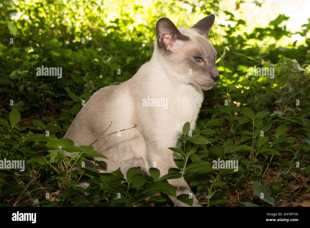 Oriental Blue-point siamese cat posing on a garden green park ...