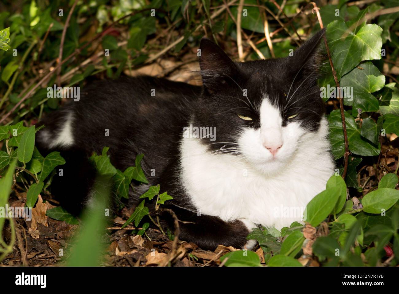 Bicolor cats hi-res stock photography and images - Alamy