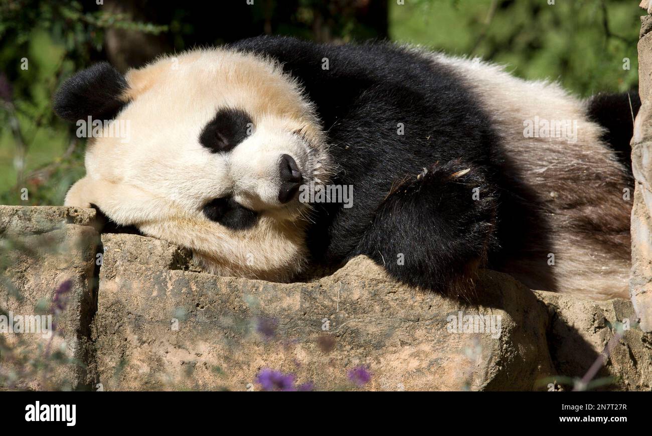 FILE - In this Oct. 11, 2012 file photo, Mei Xiang, a giant female ...