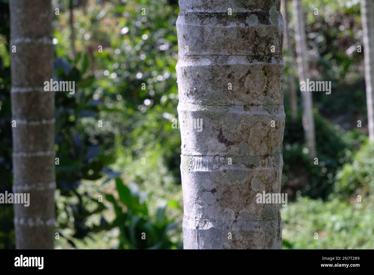 Betel grass hi-res stock photography and images - Alamy
