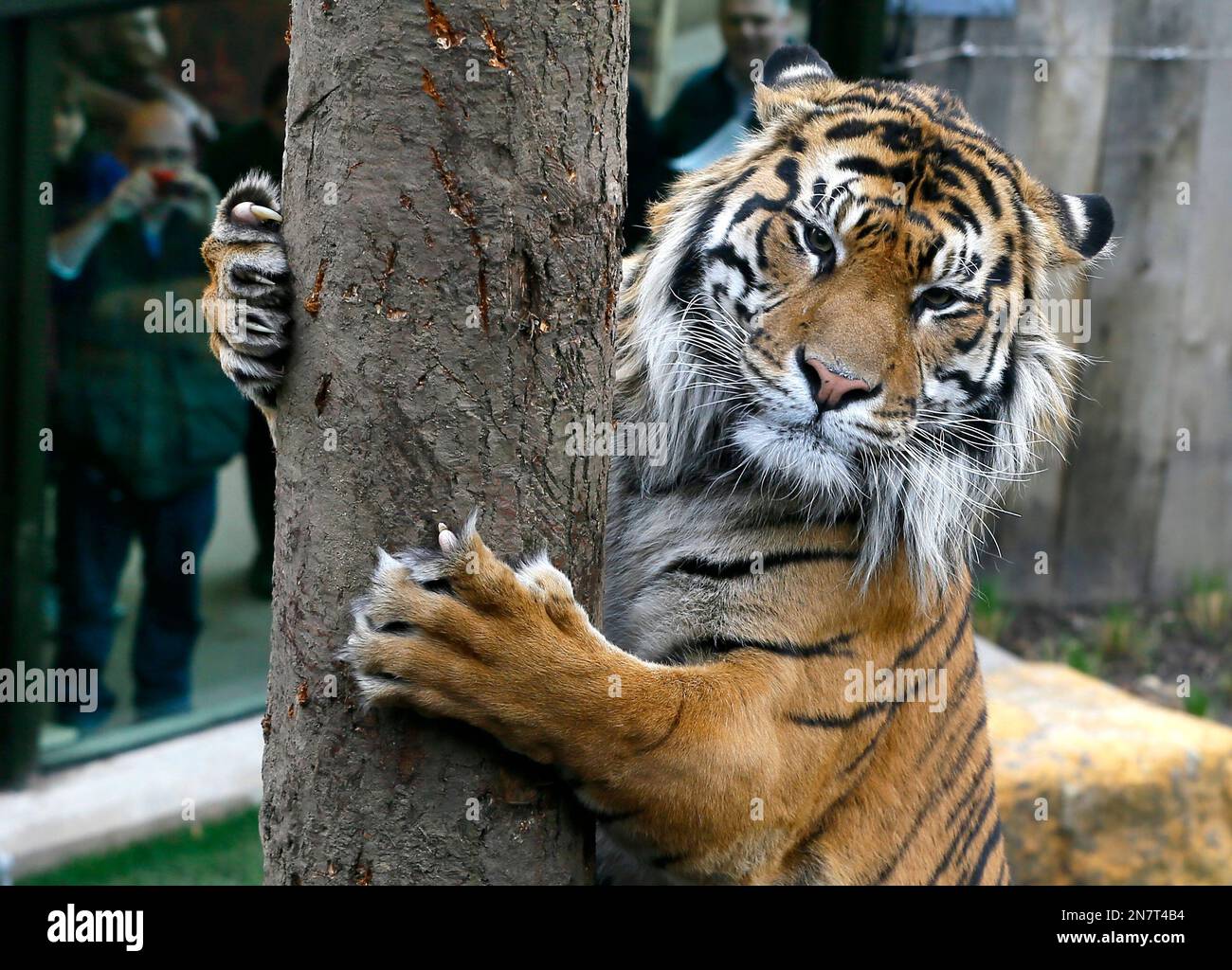 Jae Jae, a male Sumatran Tiger scratches a tree, as the public watch ...
