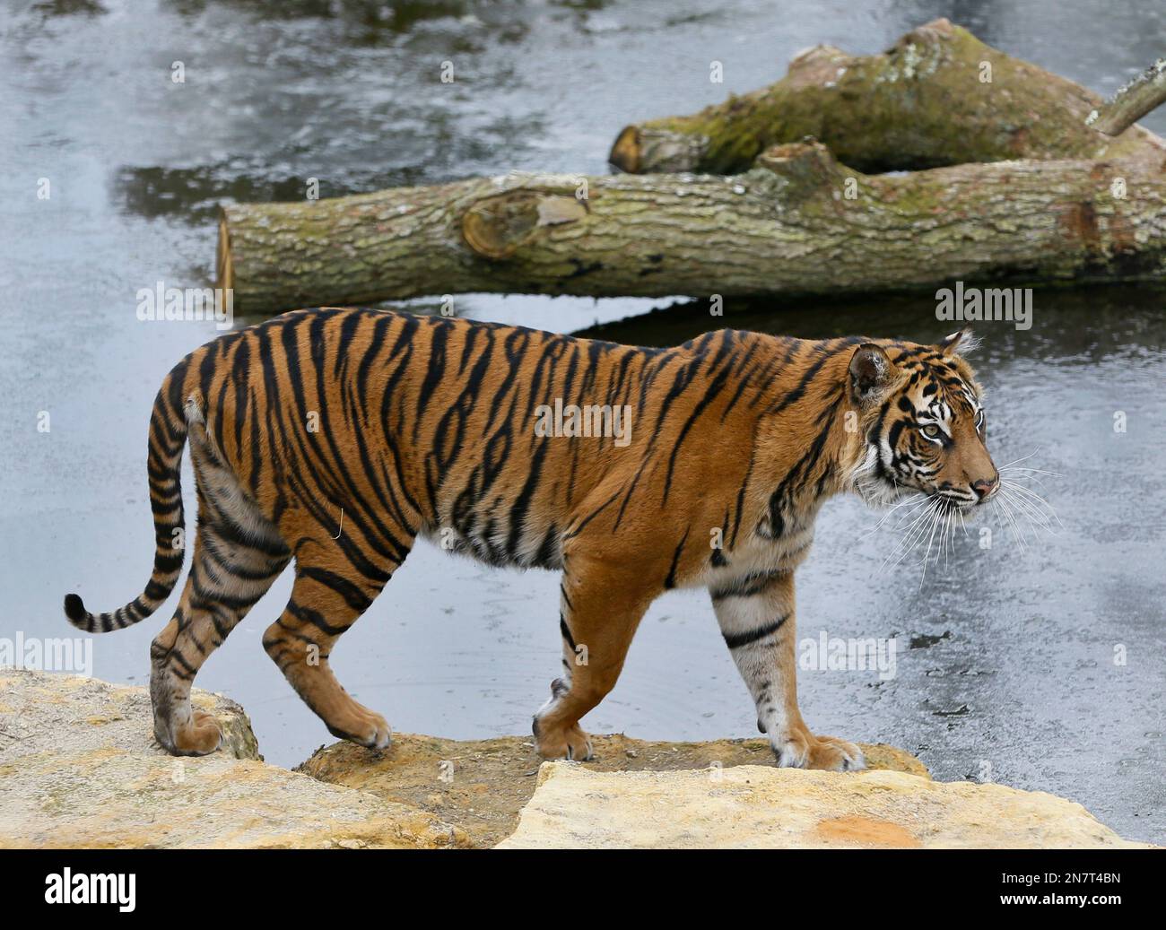 Melati a female Sumatran Tiger walks past her frozen pool, at London ...