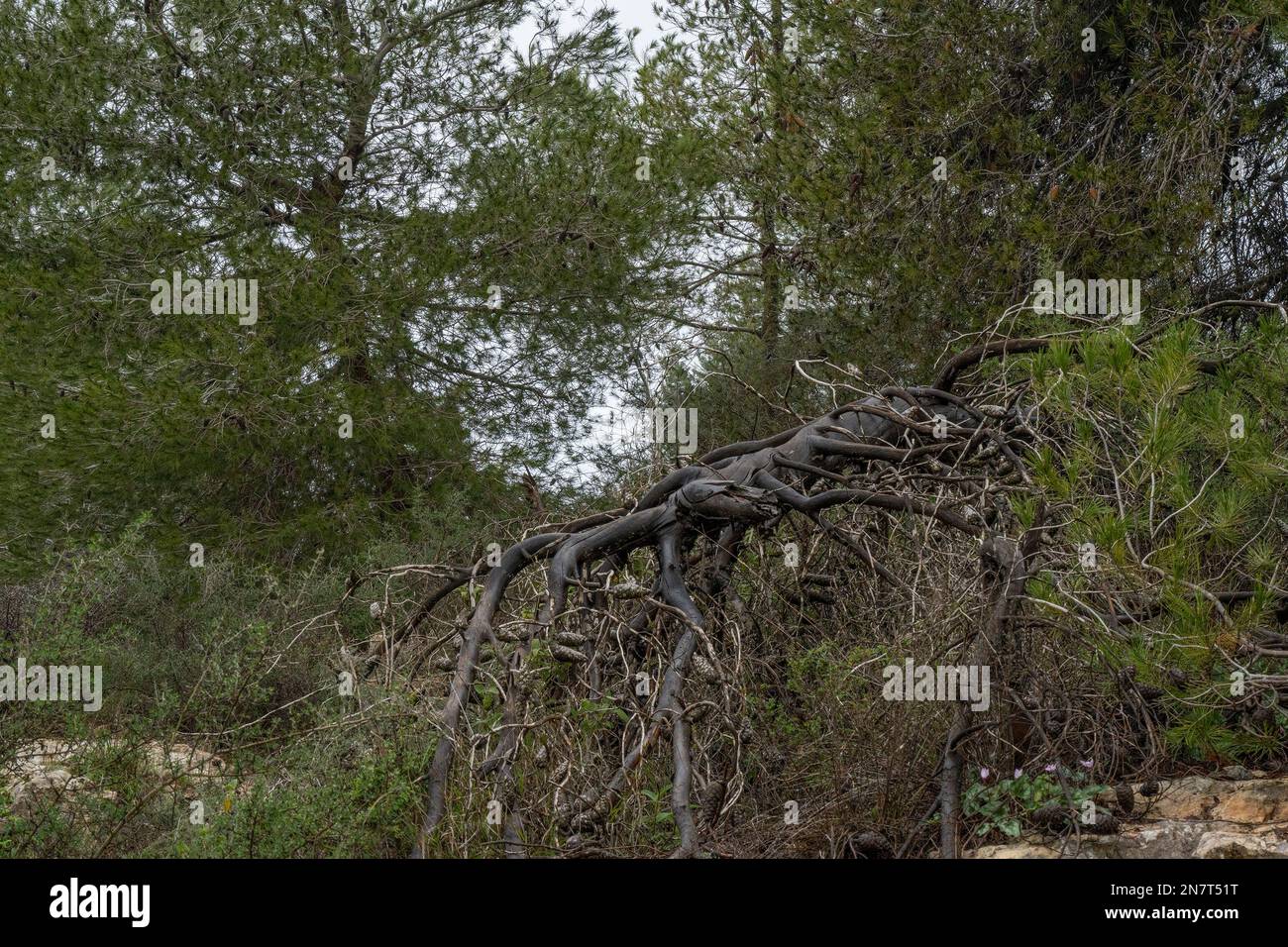A fallen dead pine tree in a forest, after a rain storm Stock Photo - Alamy
