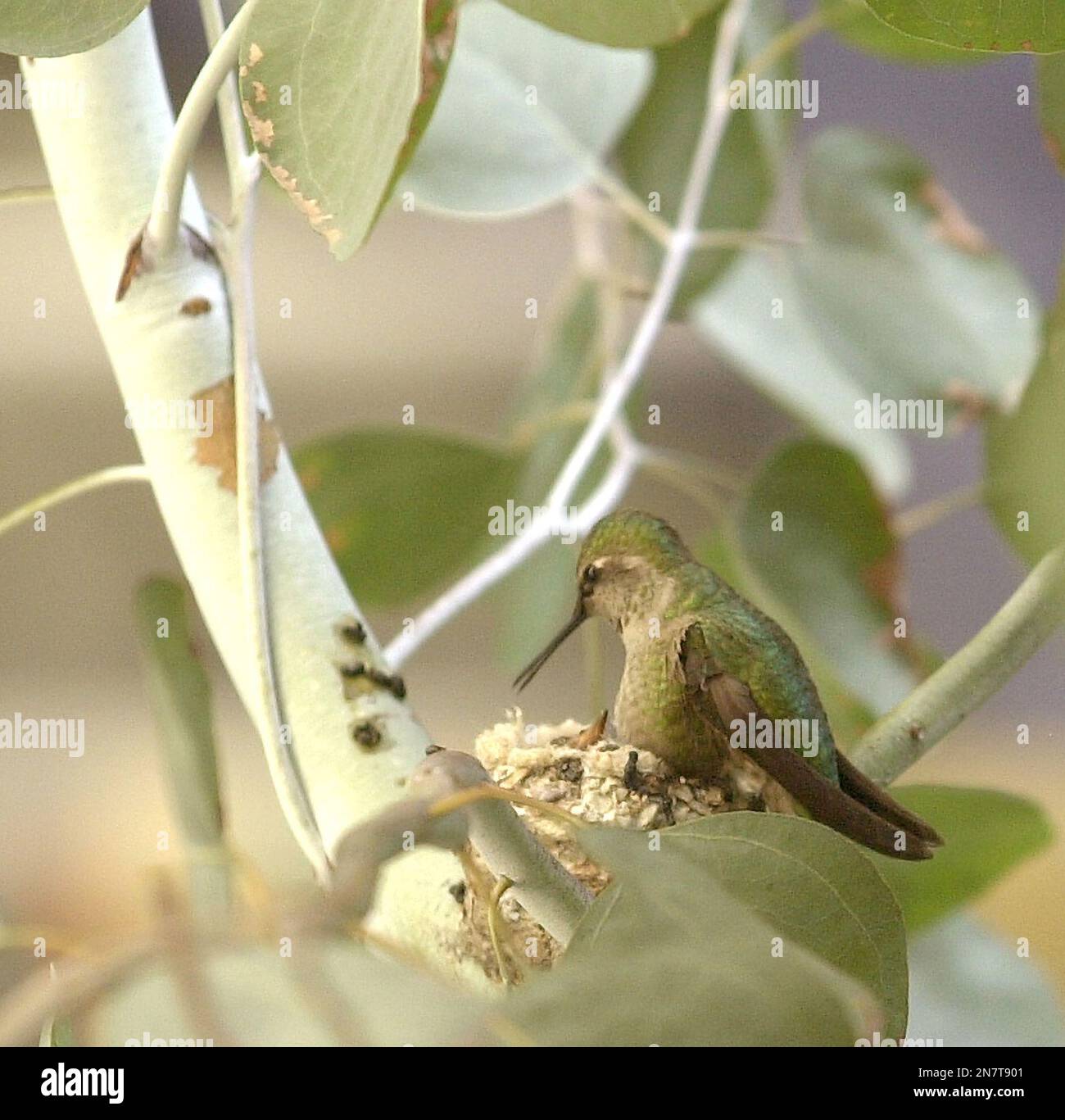 This Feb. 2003 photo shows a mother Anna’s hummingbird caring for it's ...