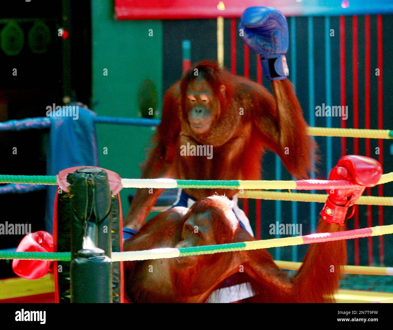 In this photo taken June 16, 2010, two orangutans are shown in a boxing ...
