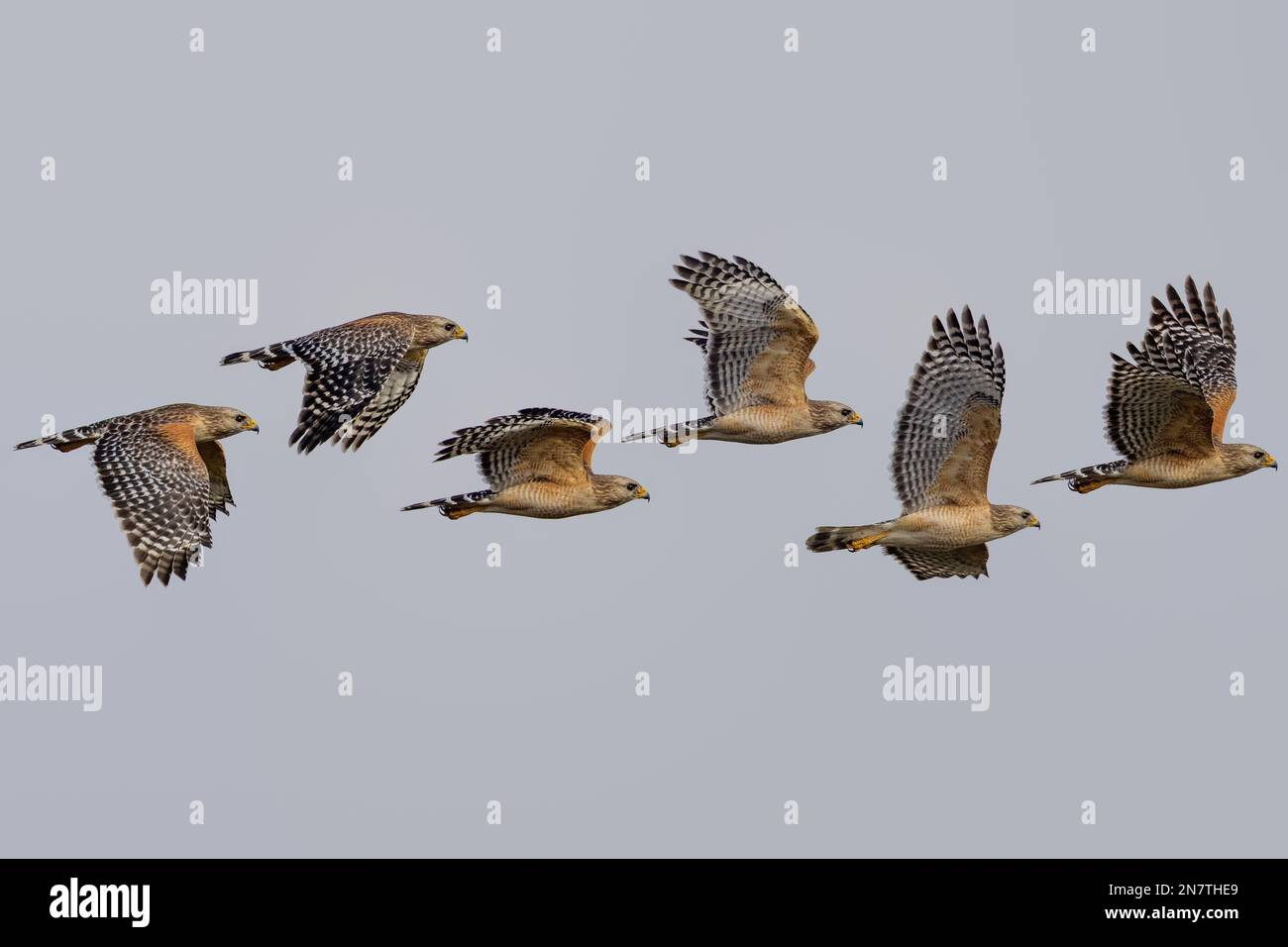 A flock of hawk birds flying against a gray sk Stock Photo - Alamy