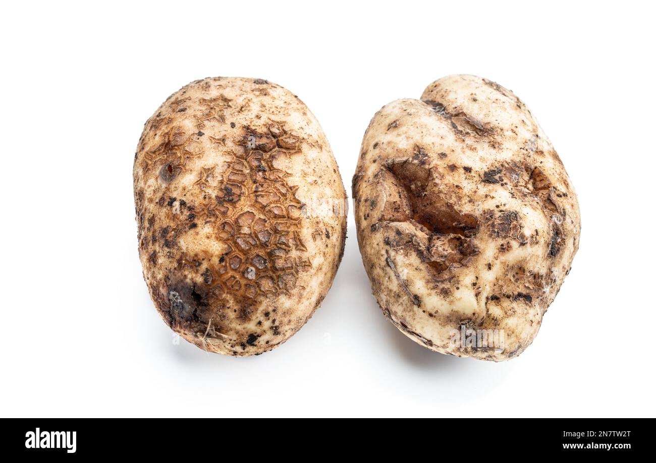 Diseased potato tubers isolated on white background Stock Photo - Alamy