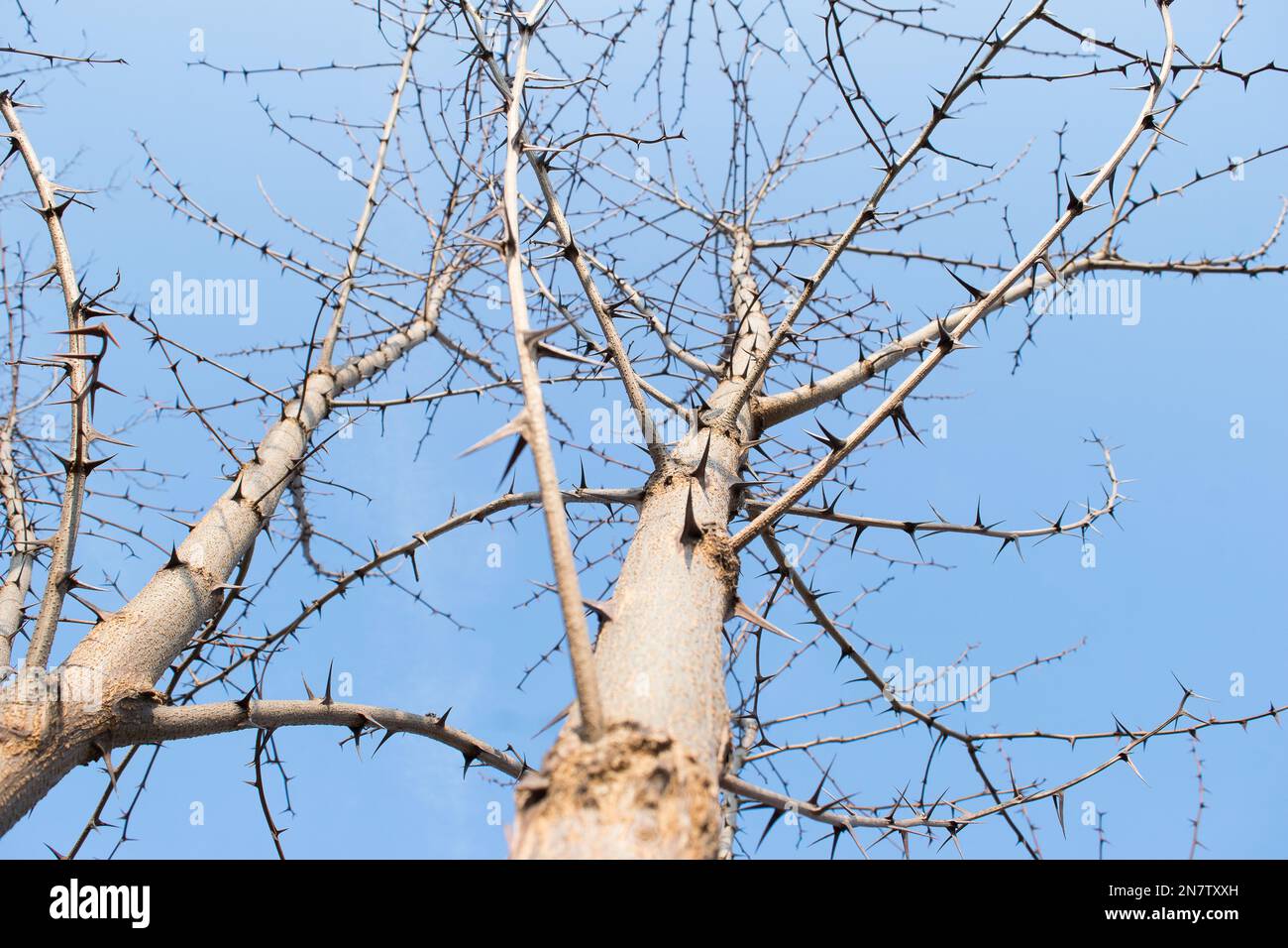 Acacia without leaves hi-res stock photography and images - Alamy