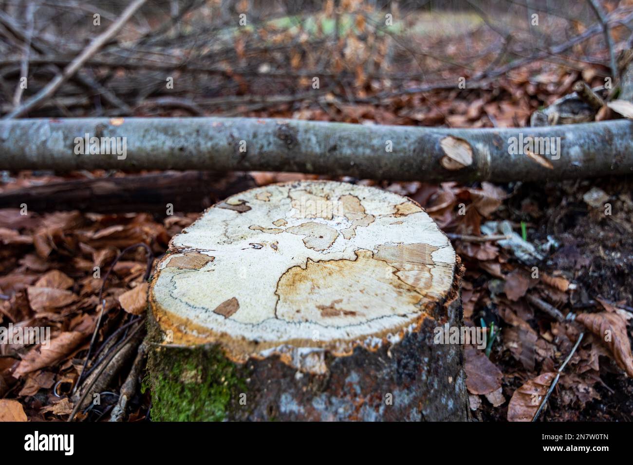 Cut tree trunk with circular cuts in the woods. Orange winter colors ...