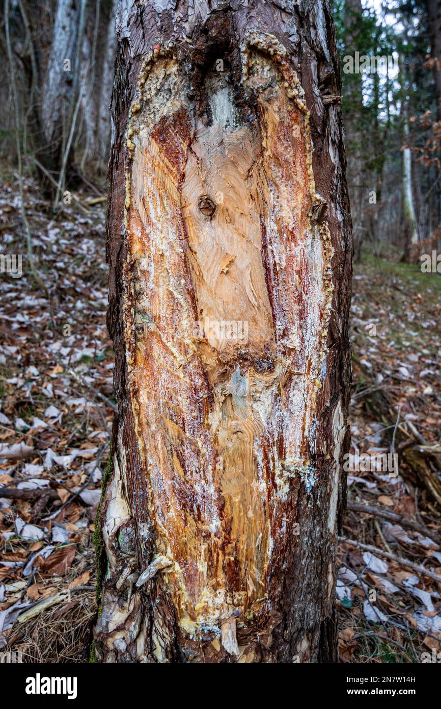 Cut tree trunk with circular cuts in the woods. Orange winter colors ...