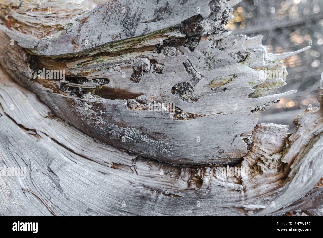 Cut tree trunk with circular cuts in the woods. Orange winter colors ...