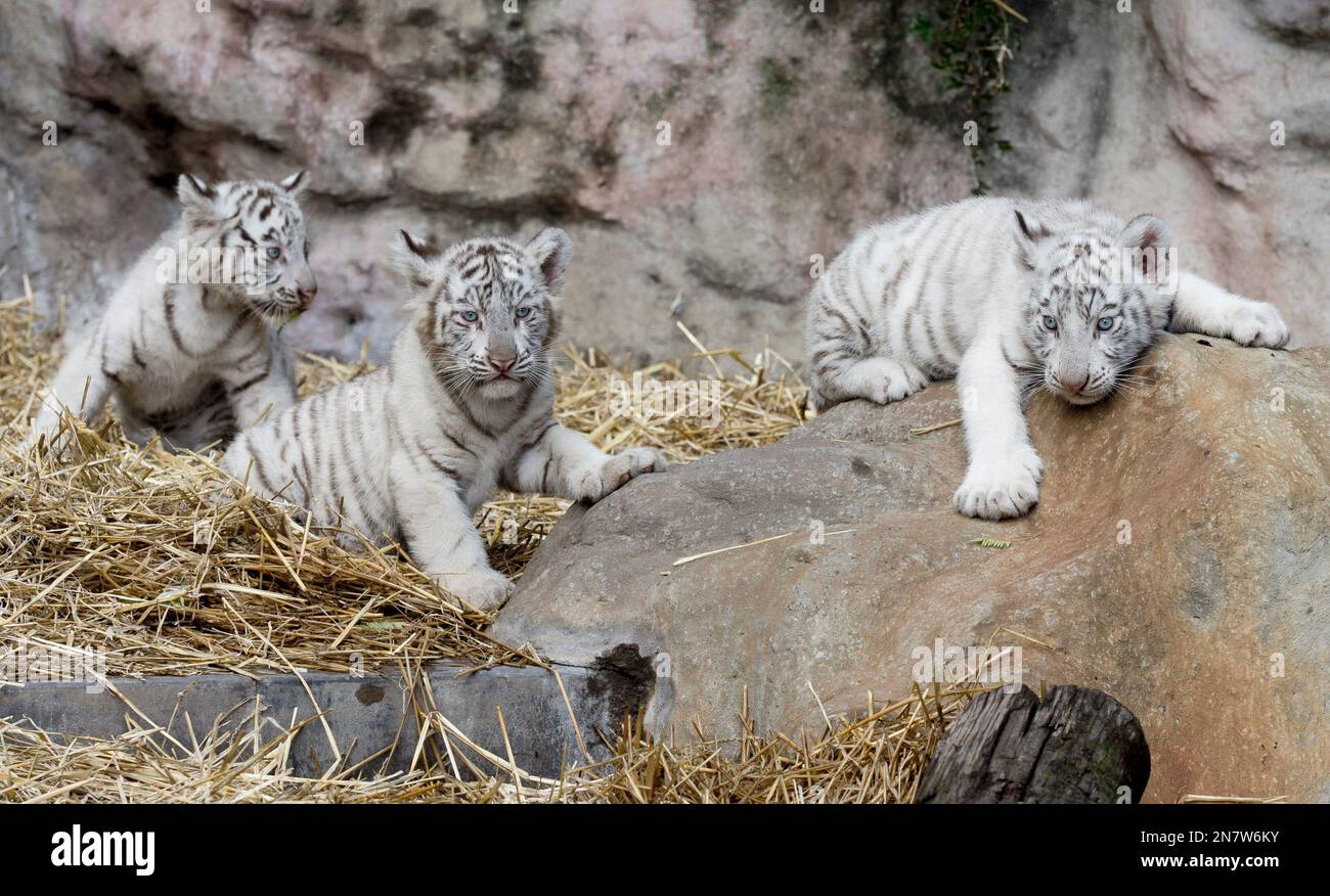 White tiger cubs play in their enclosure at the Buenos Aires Zoo in ...