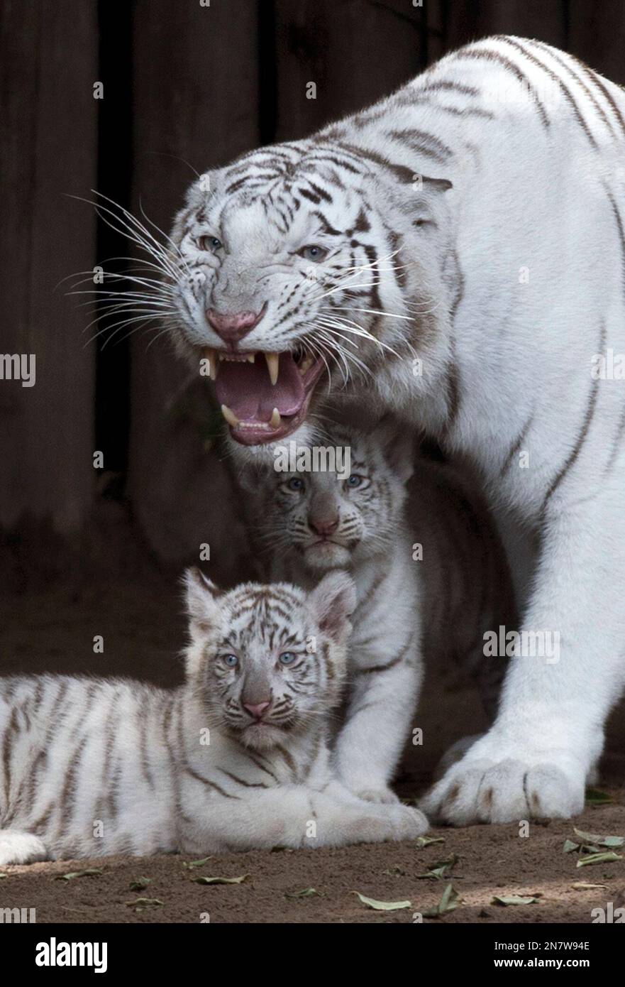 Cleo, a female Bengal white tiger, stands with two of her four cubs at ...