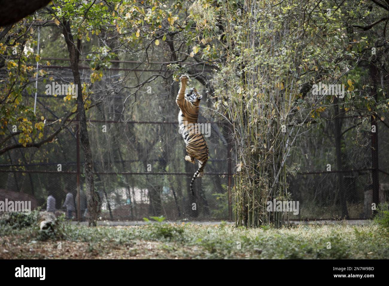 A Royal Bengal tiger jumps in the air as it tries to grab leaves from a ...