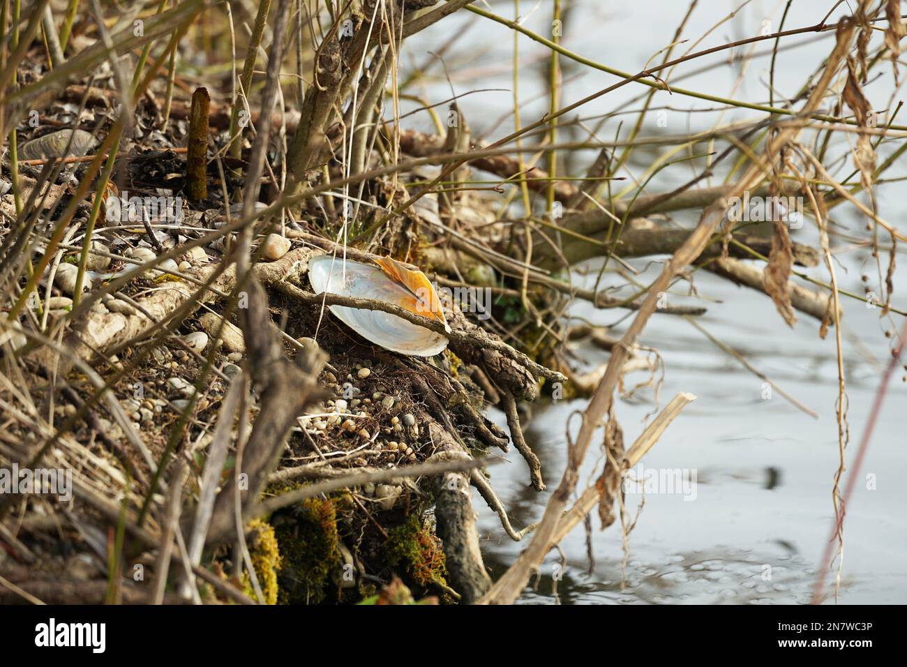 Shell near by a water, lake Stock Photo - Alamy