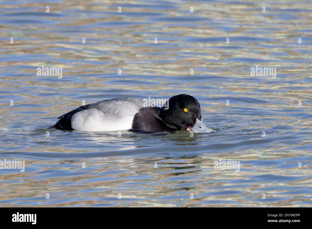 The greater scaup (Aythya marila) diving duck, migrating bird on Lake ...