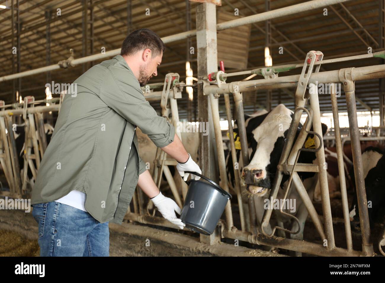 Worker with bucket feeding cow on farm. Animal husbandry Stock Photo ...